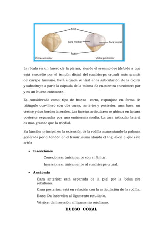 HUESOS DEL MIEMBRO INFERIOR | DOCX