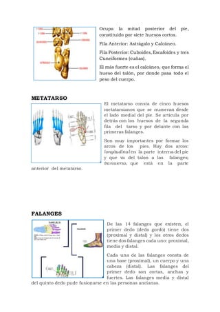 HUESOS DEL MIEMBRO INFERIOR | DOCX