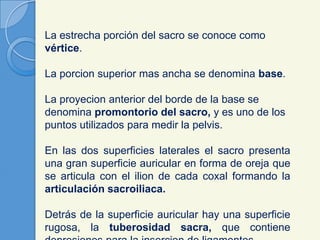 Hueso sacro | PPTX