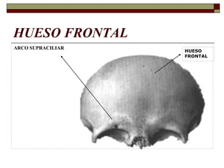 Esqueleto axial | PPT