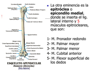 Huesos de la columna vertebral y miembro superior | PPTX