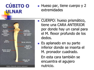 Huesos de la columna vertebral y miembro superior | PPTX