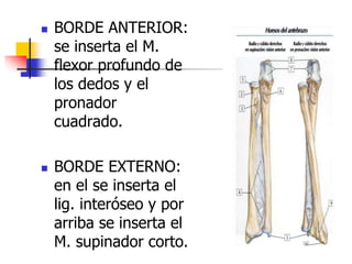 Huesos de la columna vertebral y miembro superior | PPTX