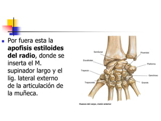Huesos de la columna vertebral y miembro superior | PPTX