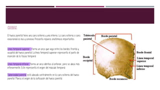 Generalidades sobre los huesos del cráneo | PDF