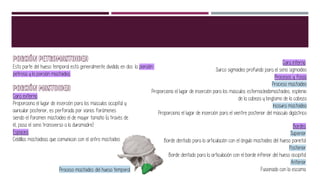 Generalidades sobre los huesos del cráneo | PDF