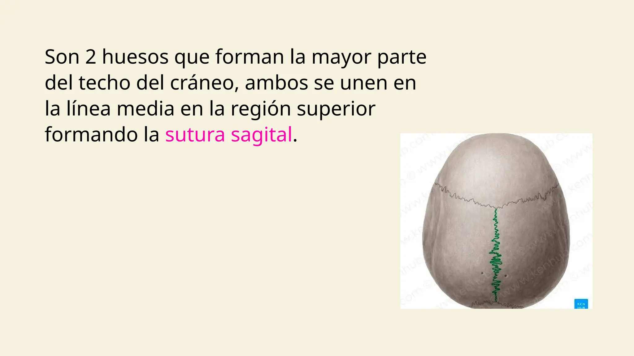 HUESOS CRANEALES NEUROANATOMIA atlas para facilitar el estudio de ...