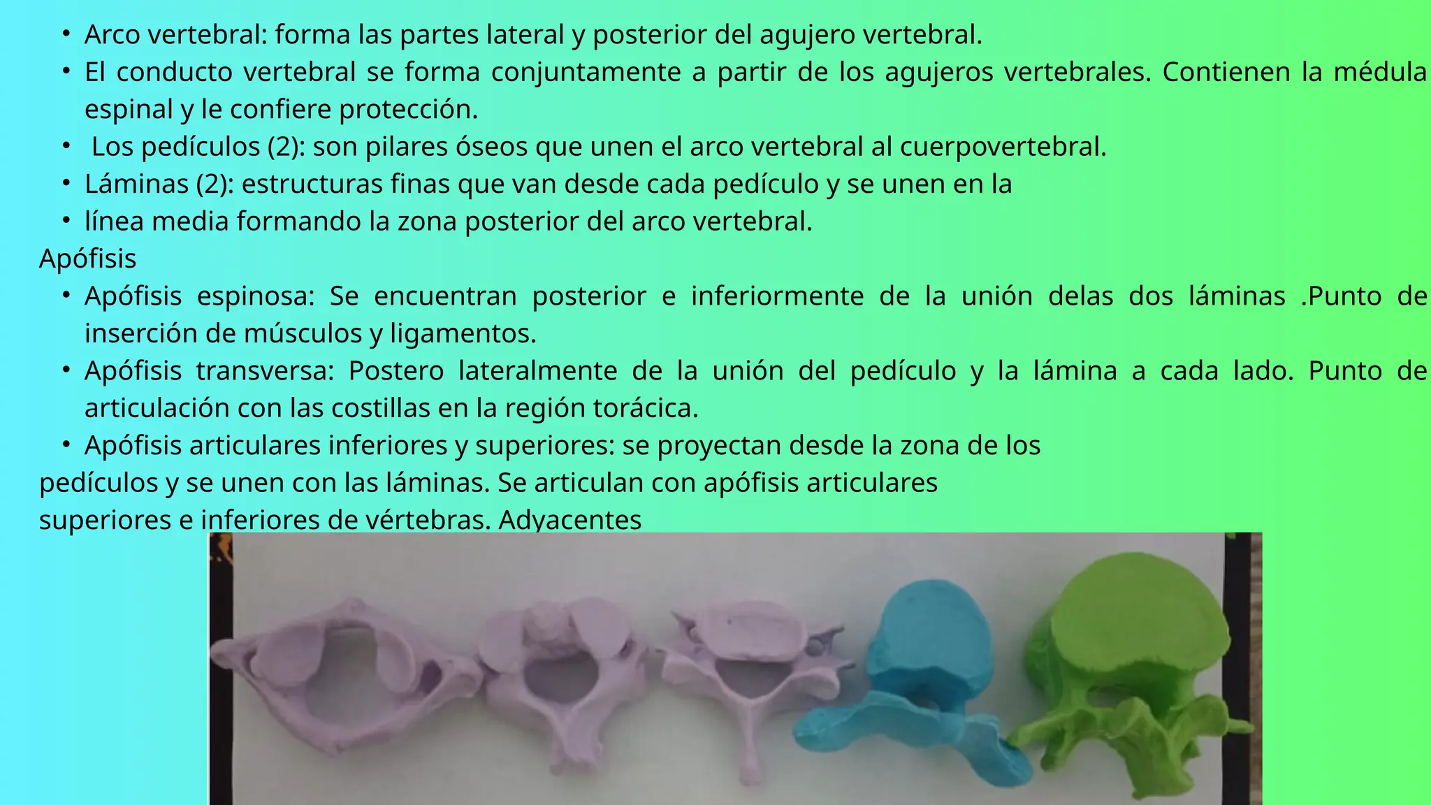 HUESOS CRANEALES NEUROANATOMIA atlas para facilitar el estudio de ...