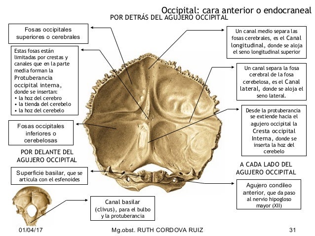 Huesoscraneonet 101211115837-phpapp02