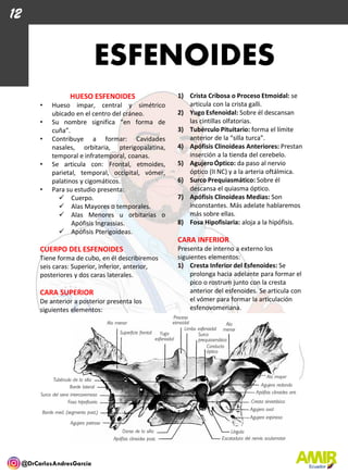 Huesos cráneo | PDF