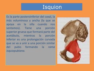 Huesos de la cadera | PPT