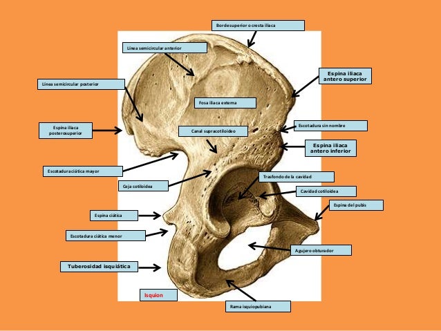 Partes De La Cadera , Las 5 partes de la columna vertebral (y sus ...
