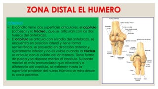 HUESOS DE EXTREMIDAD SUPERIOR PDF (1).pdf