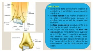 HUESOS DE EXTREMIDAD SUPERIOR PDF (1).pdf