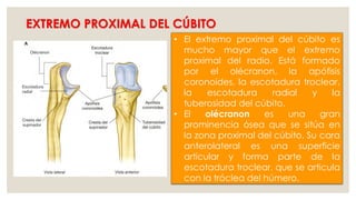 HUESOS DE EXTREMIDAD SUPERIOR PDF (1).pdf