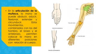 HUESOS DE EXTREMIDAD SUPERIOR PDF (1).pdf