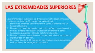 HUESOS DE EXTREMIDAD SUPERIOR PDF (1).pdf