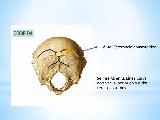 Huesos de la base del craneo orificios y estructuras que lo cruzan