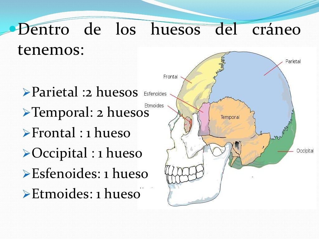 Huesos de la cabeza