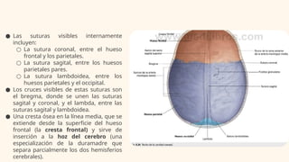 ANATOMIA DE LOS HUESOS DE LA CABEZA Y CARA. | PPTX