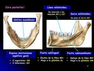 Huesos de la cara | PPTX