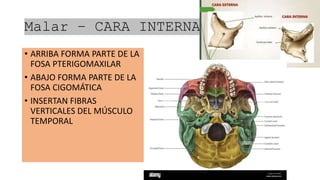 HUESOS DE LA CARA, DESCRIPCIÓN, CONCEPTOS | PPTX
