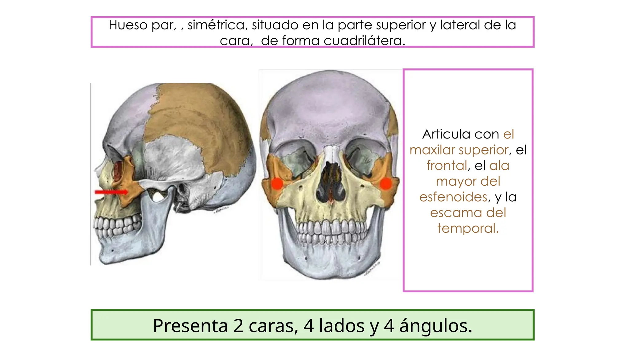 HUESOS DE LA CARA , los 14 huesos faciales | PPTX