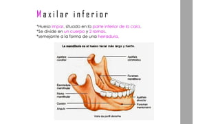 HUESOS DE LA CARA , los 14 huesos faciales | PPTX