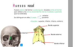 HUESOS DE LA CARA , los 14 huesos faciales | PPTX