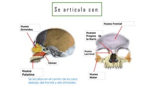 HUESOS DE LA CARA , los 14 huesos faciales | PPTX