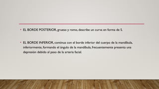 anatomia de los Huesos y musculos faciales | PPTX