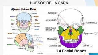 HUESOS DE LA CARA_CAMPO_HERMOSOHCAra.pptx