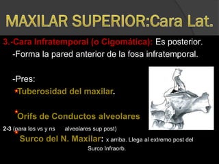 Huesos de la cara | PPTX