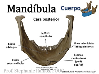 HUESOS DE LA CARA, maxilar, mandíbula, malar.pdf