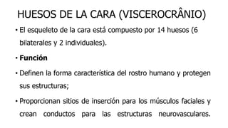 HUESOS DE LA CARA (VICEROCRANEO).pptx
