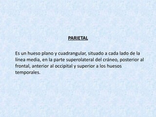 Huesos de la cara y del craneo | PPT