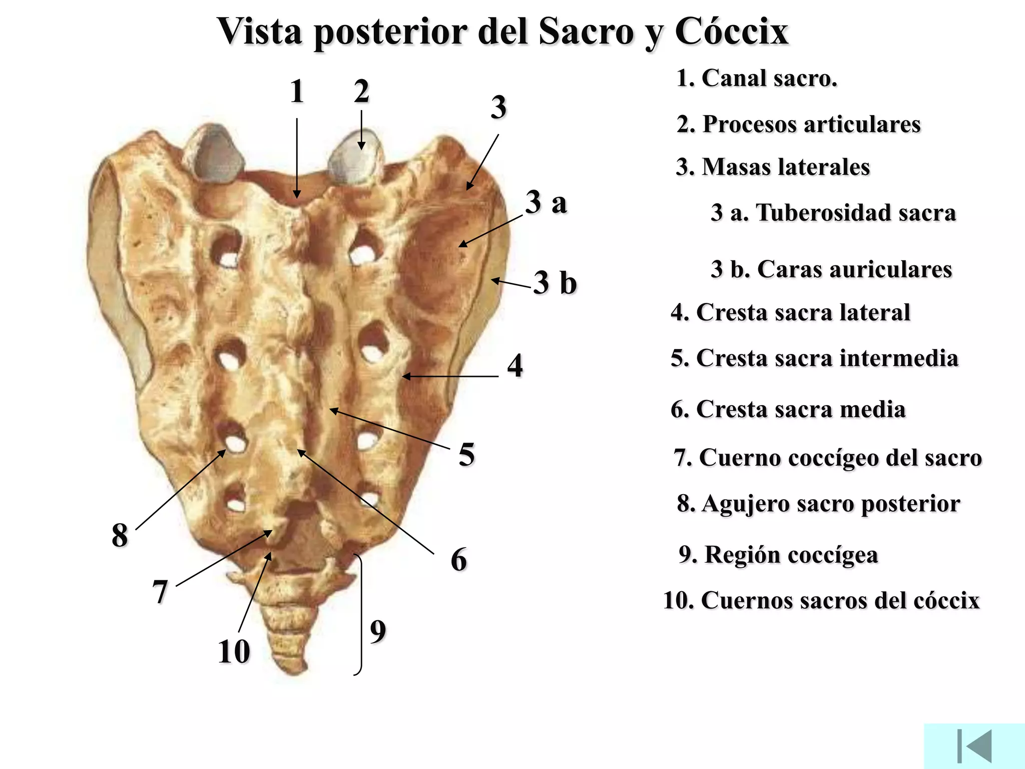 Huesos de la columna vertebral (1).ppt