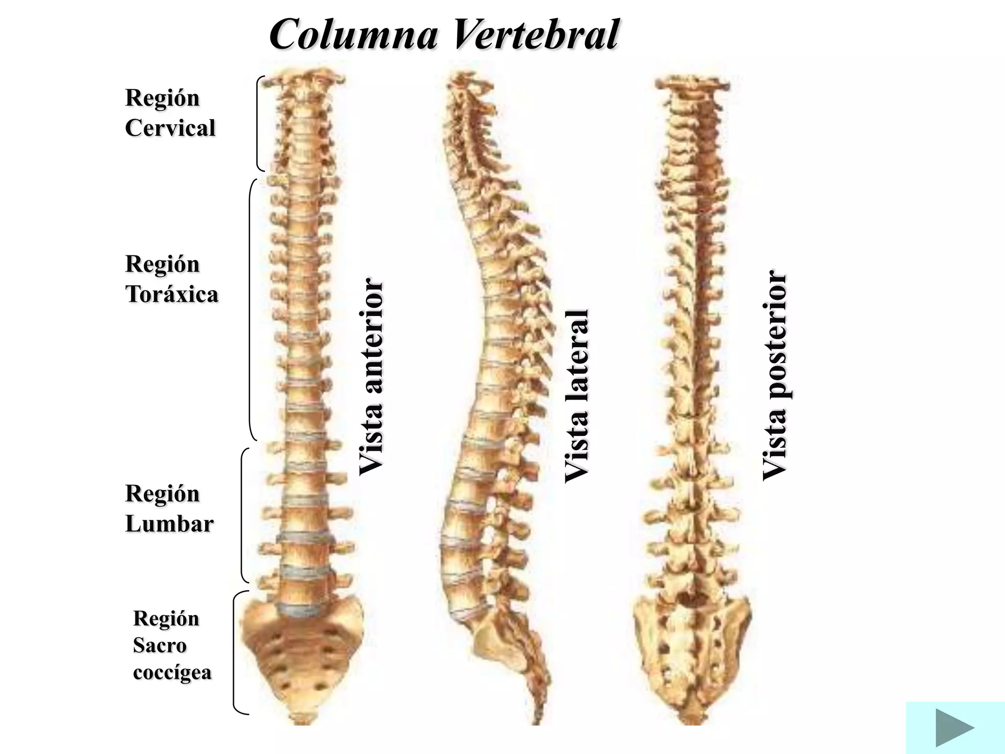 Huesos de la columna vertebral (1).ppt