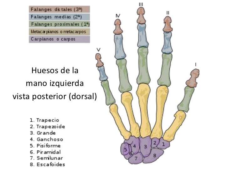 Huesos de la mano - Imagui