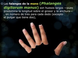 Huesos de la mano | PPTX