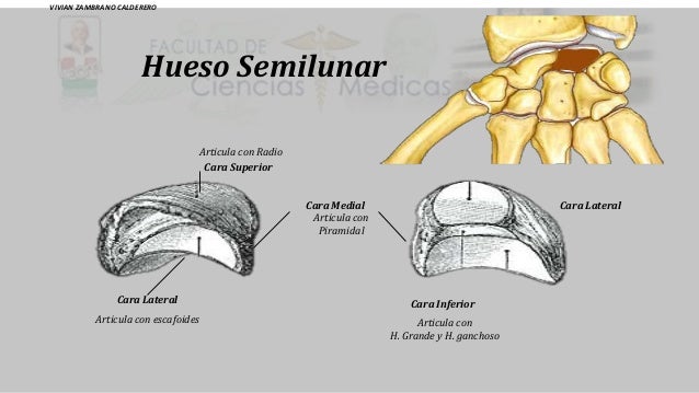 Semilunar Hueso