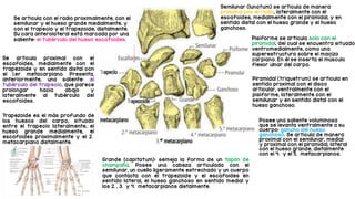 Huesos de la mano.pdf