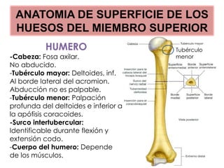 Huesos de la mano y anatomia de superficie del miembro superior | PPTX