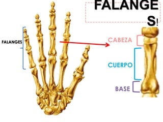 Huesos de la mano y anatomia de superficie del miembro superior | PPTX