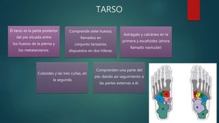 Huesos de la mano y del pie | PPTX