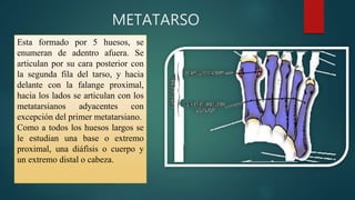 Huesos de la mano y del pie | PPTX