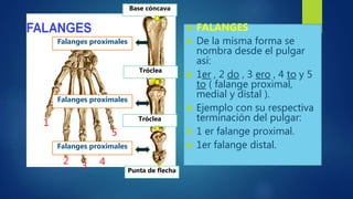 Huesos de la mano y del pie. | PPTX