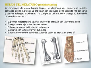 Huesos de la mano y pie | PPTX
