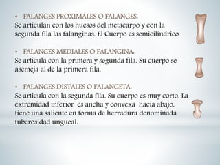 Huesos de la mano y pie | PPTX