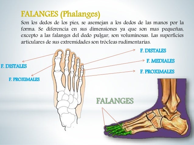 Huesos de la mano y pie